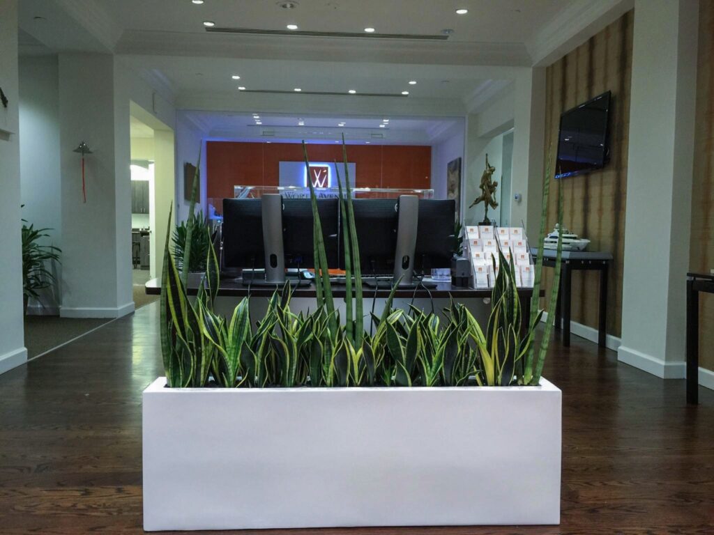 Plants in the Office: Why We Need Nature in the Workplace – Planters Etc